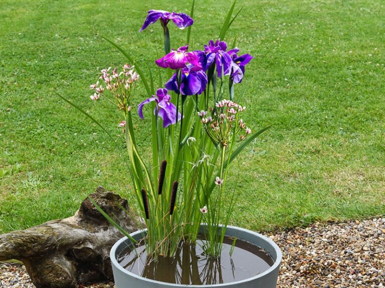 How to create a micro pond |How to create a micro pond