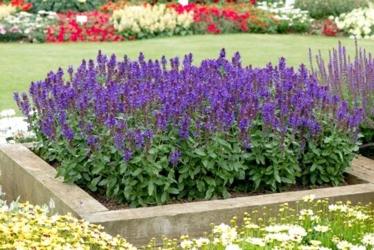 How to grow salvias