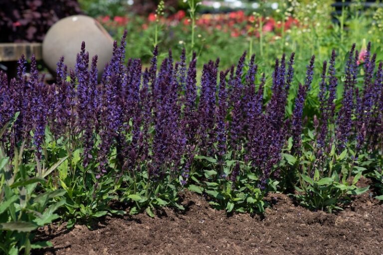 How to grow salvias
