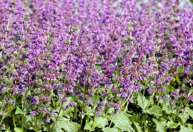 How to grow salvias