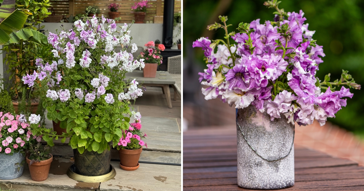 The New Italian Petunia That Towers Above the Rest - Suttons Gardening ...