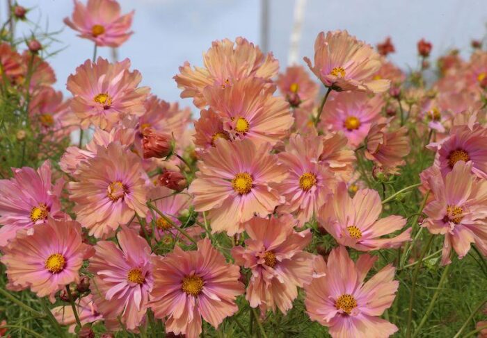 How to grow cosmos from seed How to grow cosmos from seed