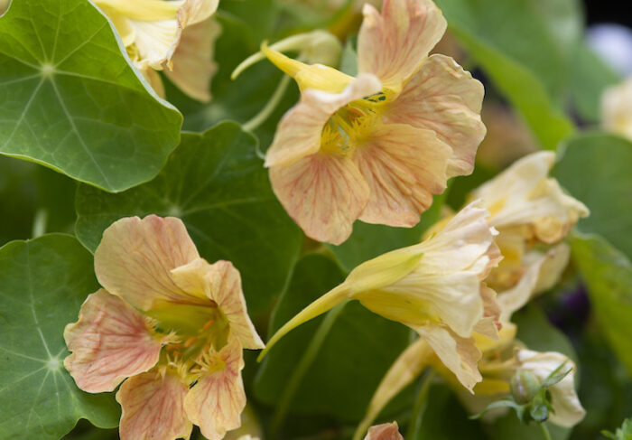 How to grow nasturtiums from seed